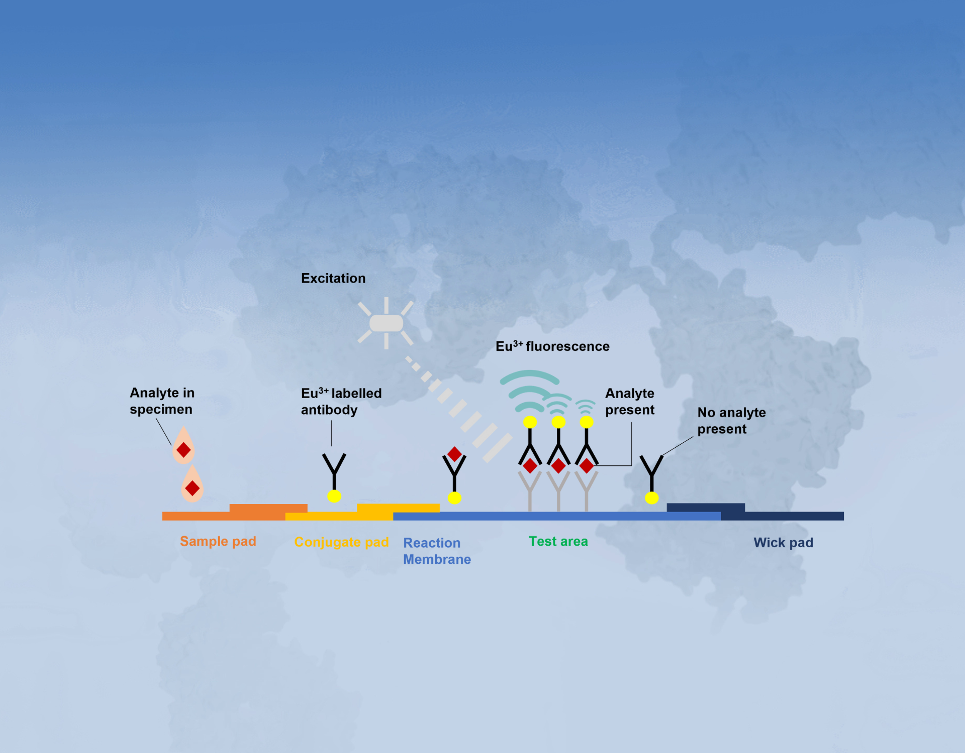 Immunofluorescence - Diagnostic Products and Solutions Supplier-Medlere